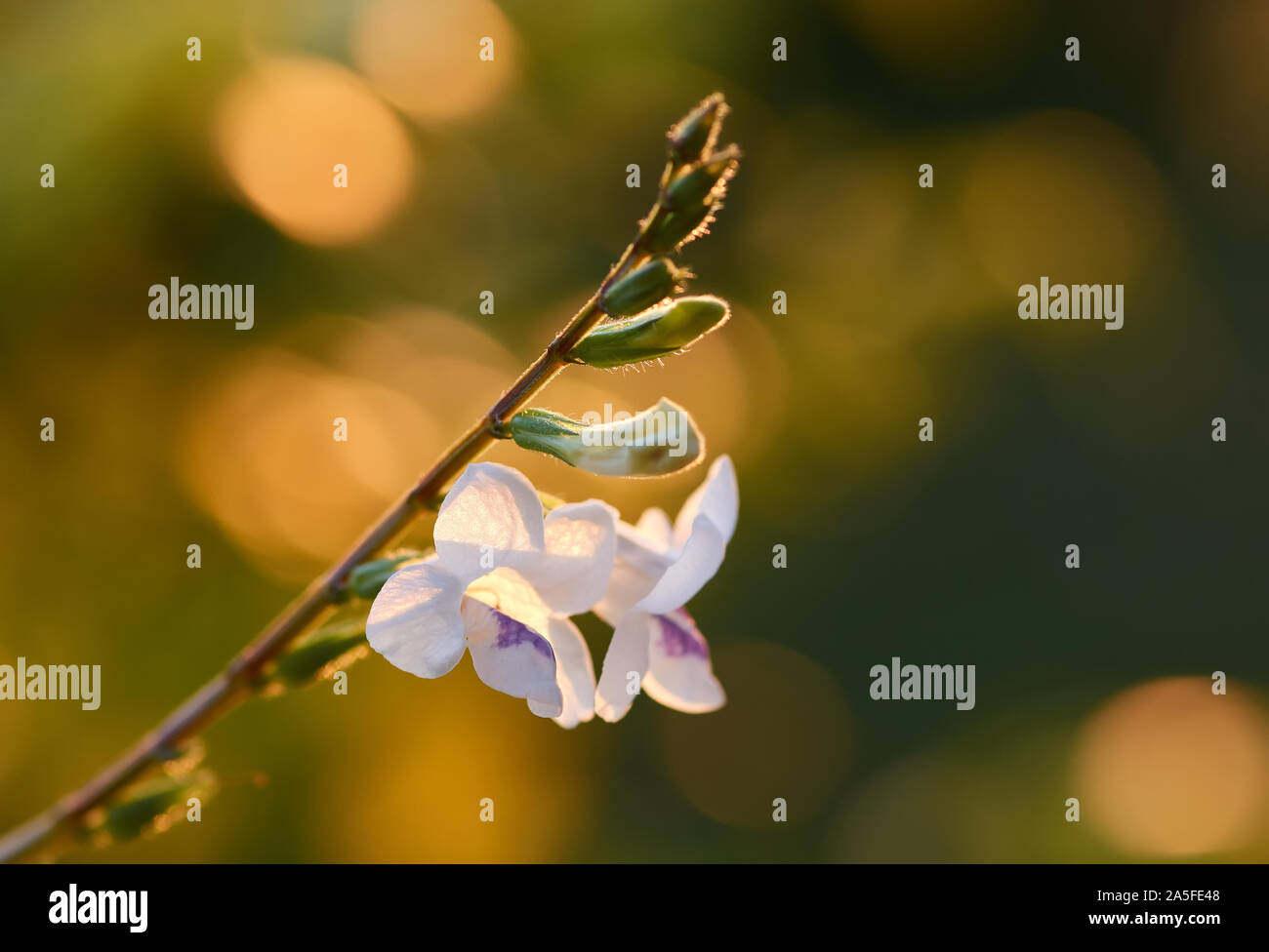 Little white flower in golden light of the evening Stock Photo - Alamy