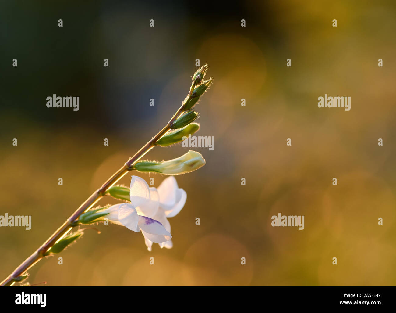 Little white flower in golden light of the evening Stock Photo - Alamy