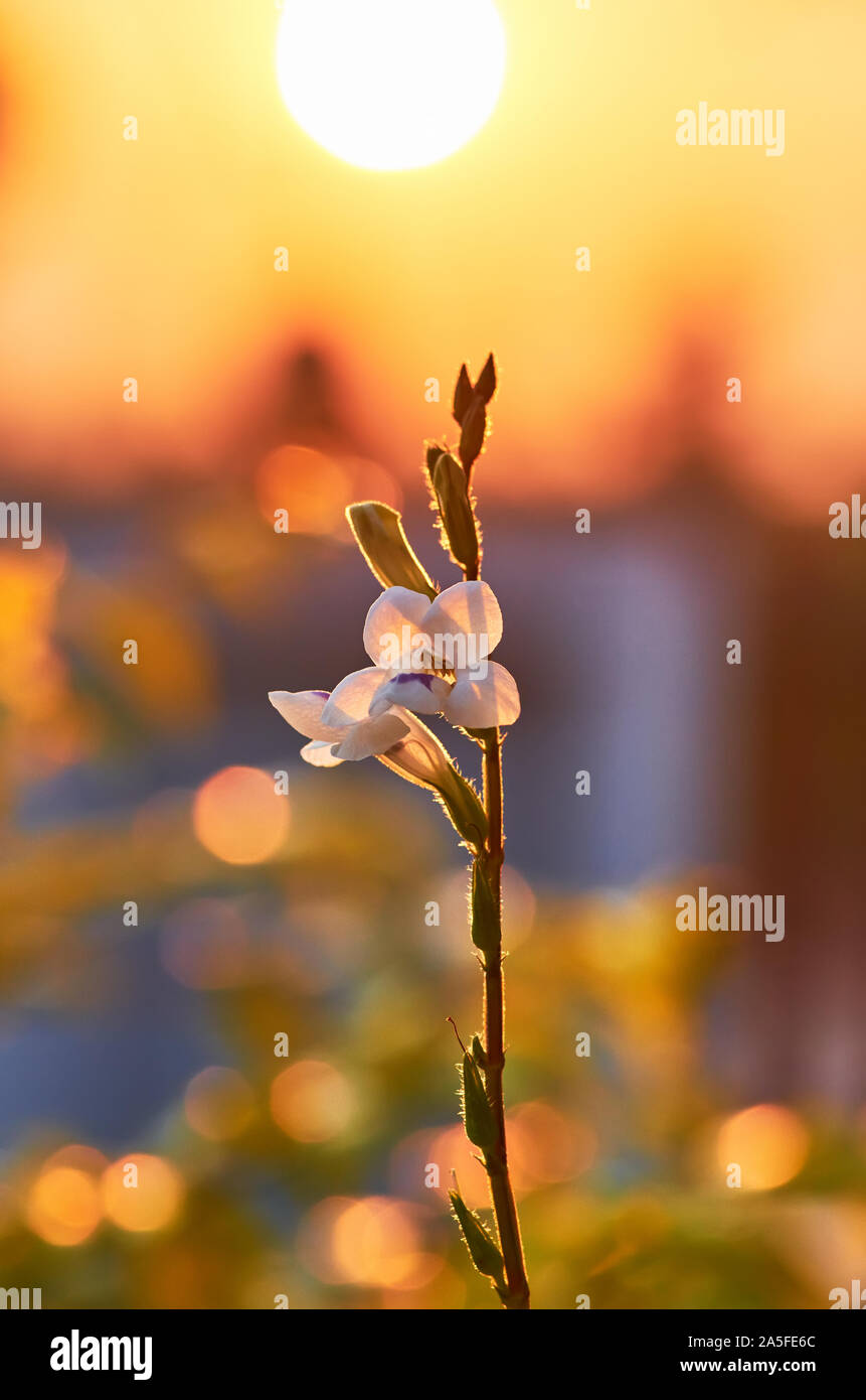 Little white flower in golden light of the evening Stock Photo - Alamy