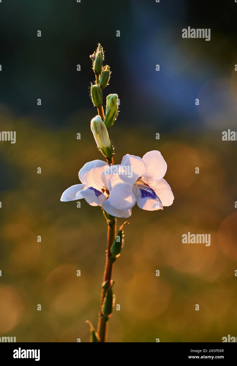 Little white flower in golden light of the evening Stock Photo - Alamy