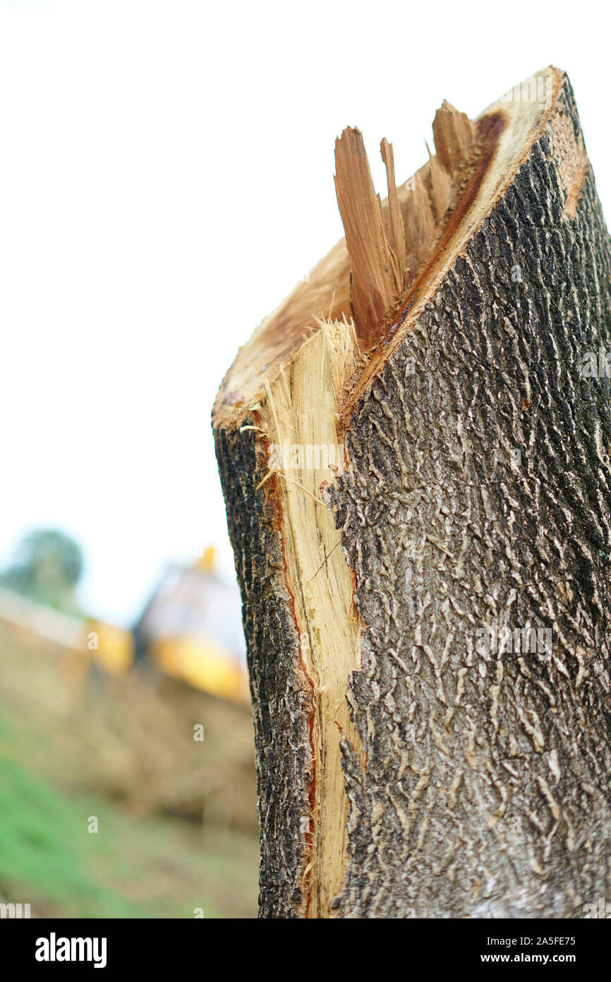 Large trees cut down at rainforest Stock Photo - Alamy