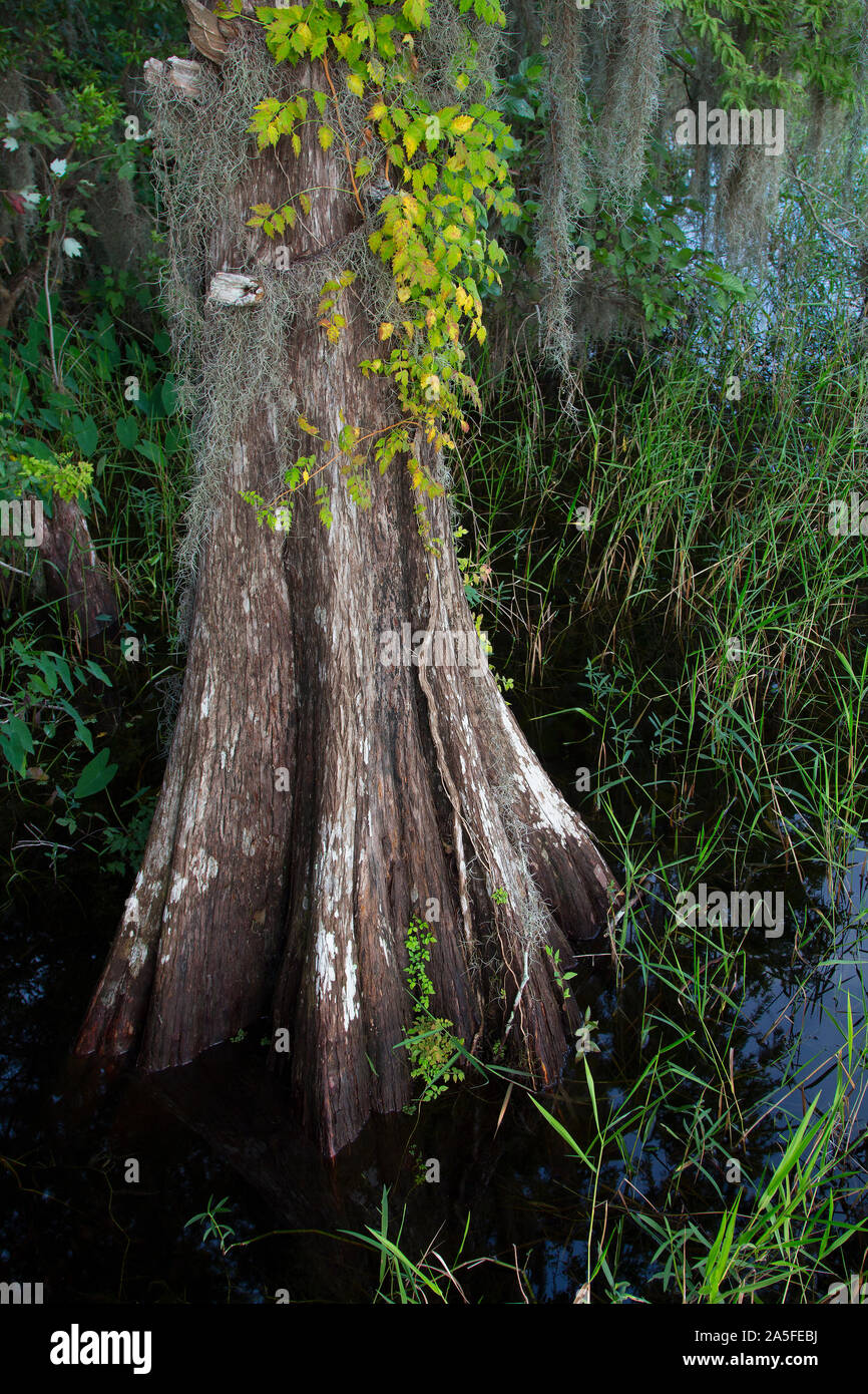 Cypress tree lake hi-res stock photography and images - Alamy