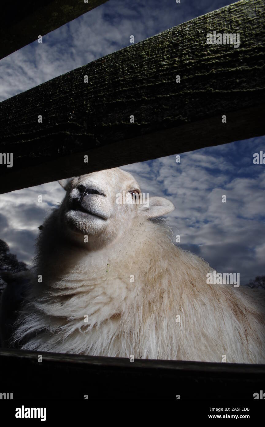 Sheep looking through fence hi-res stock photography and images - Alamy
