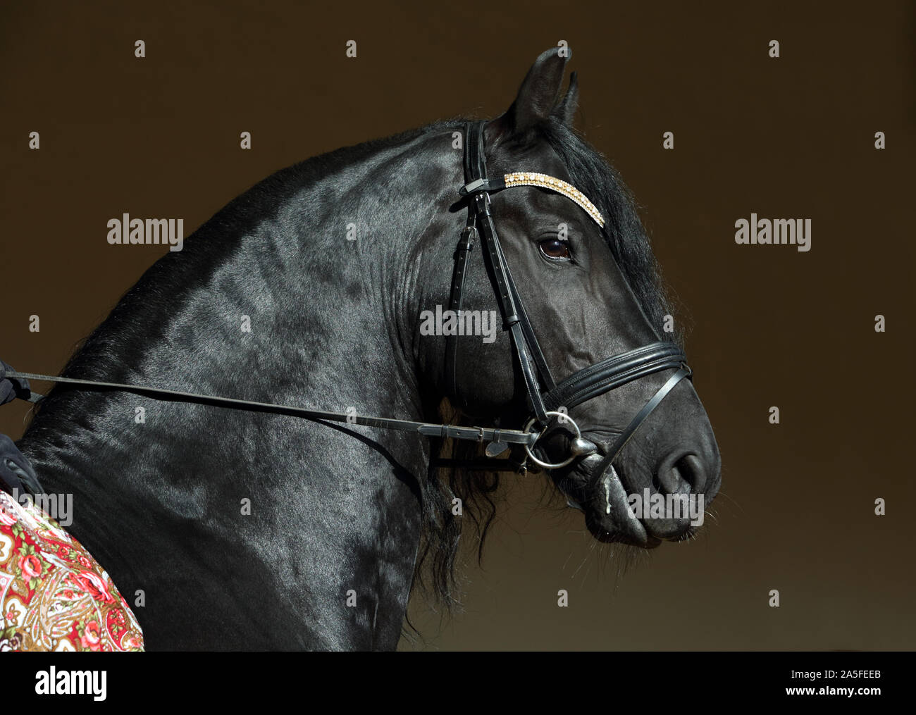 Friesian black horse portrait in a dark stable with hair lighting Stock ...