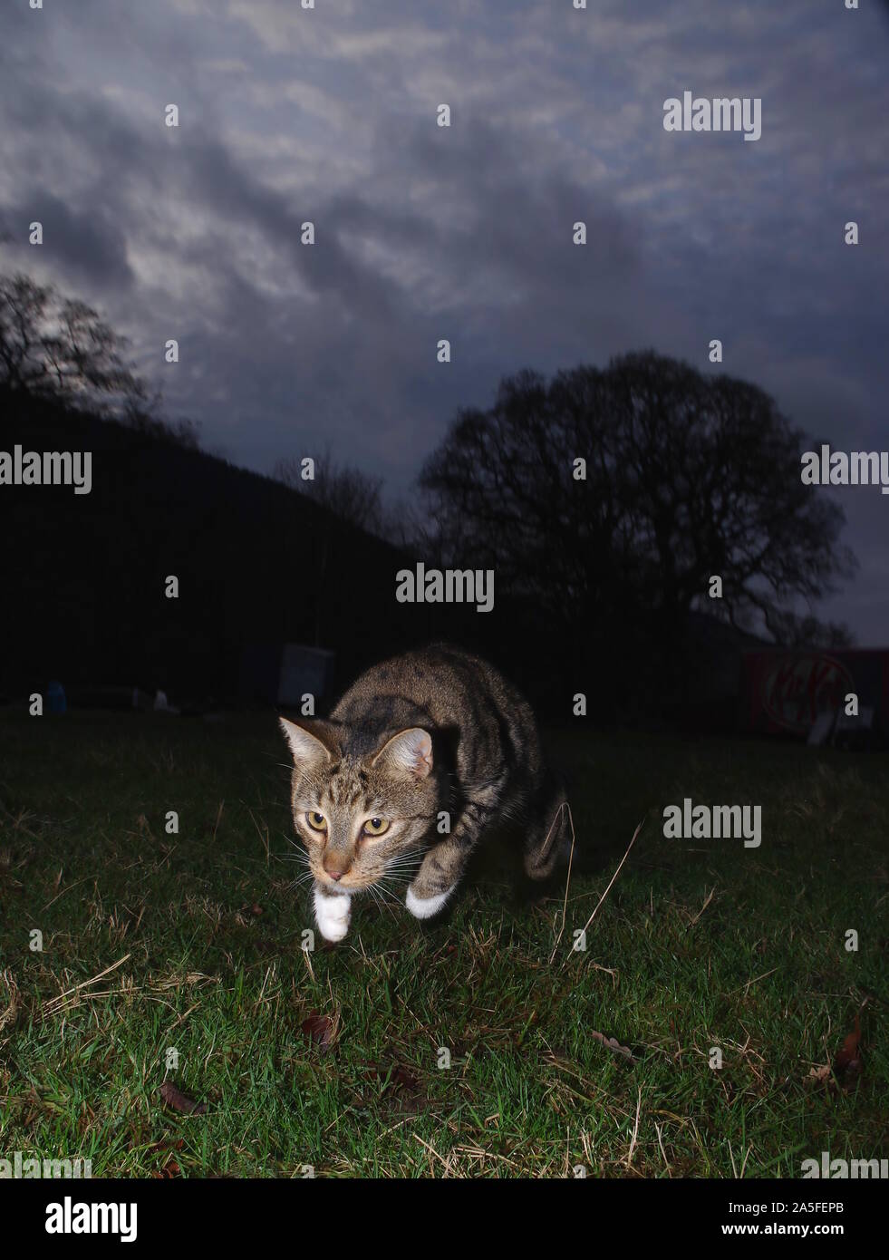 Tabby cat hunting at night Stock Photo - Alamy
