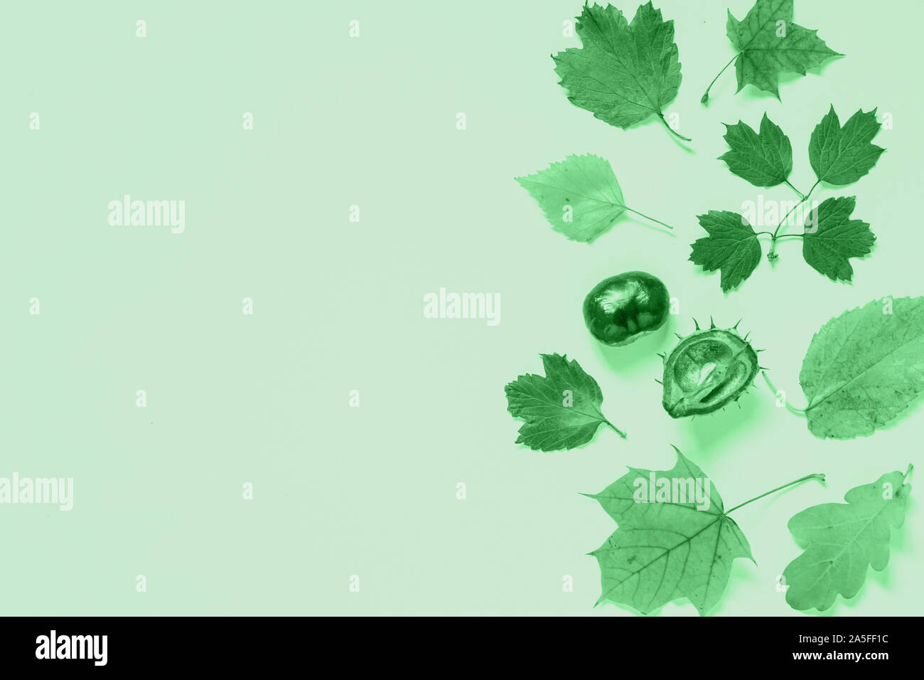 Flat lay green leaves hi-res stock photography and images - Alamy
