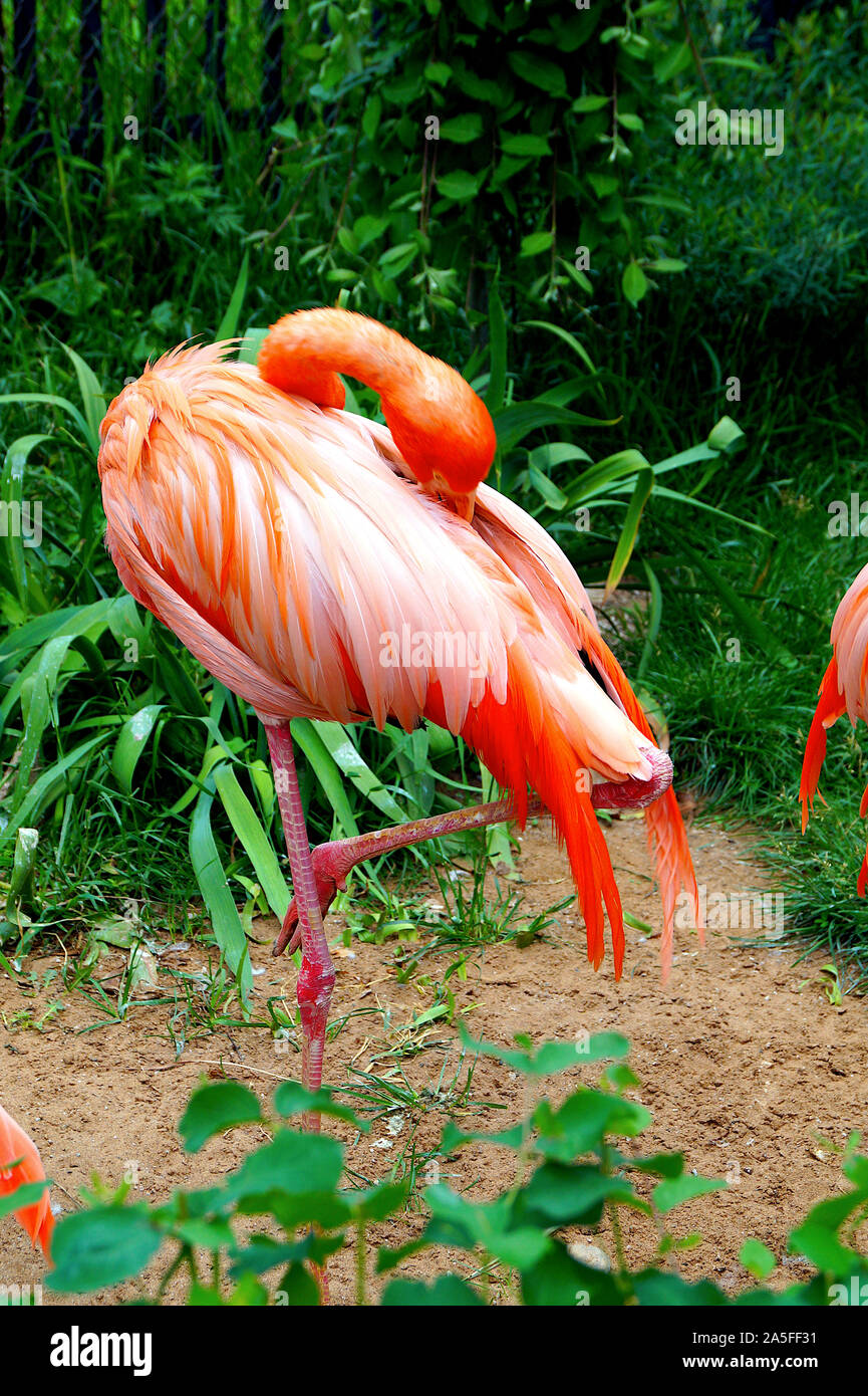 A bright pink flamingo stands on one leg in a zoo. Birds Stock Photo ...