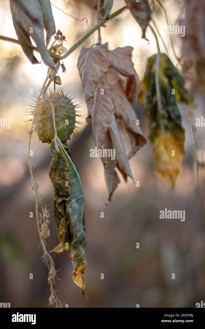Fetus plant hi-res stock photography and images - Alamy