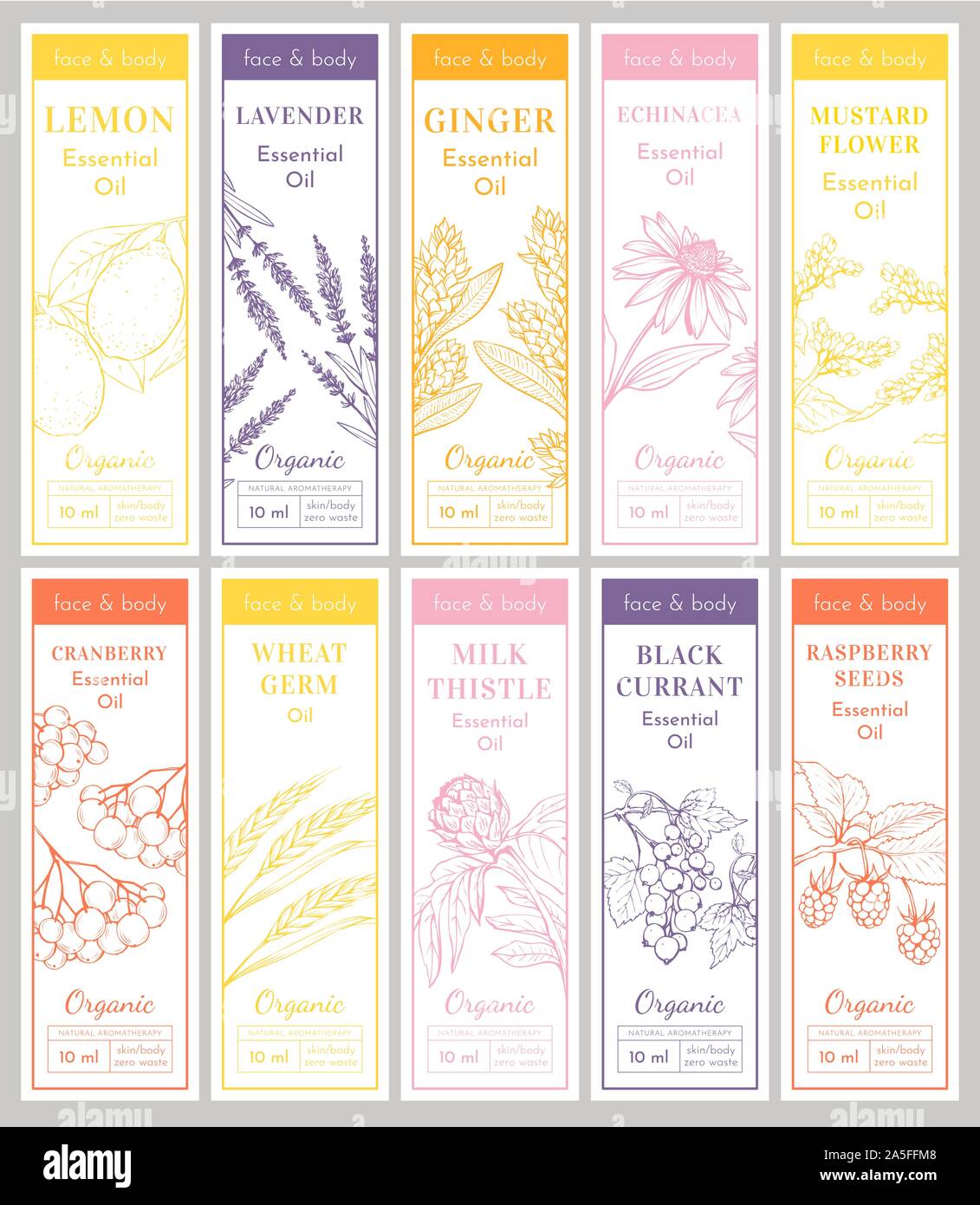 Echinacea herbs Stock Vector Images - Alamy