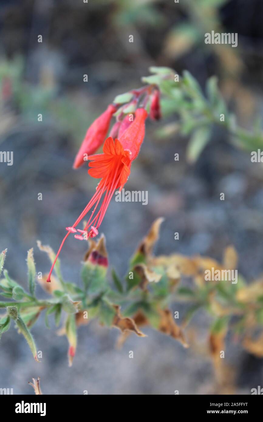 Southern Mojave Desert native plant in Joshua Tree National Park ...