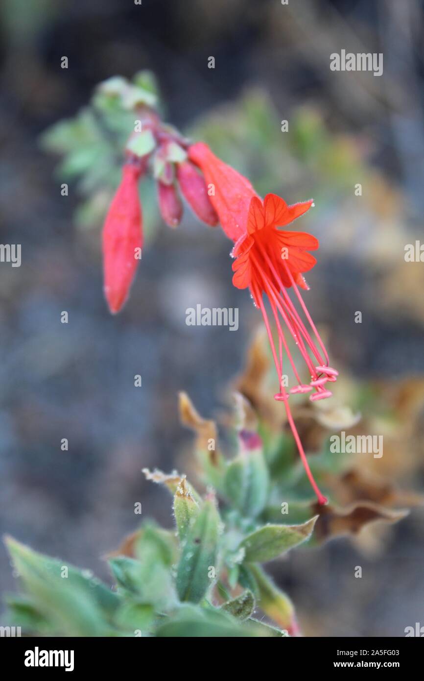 Native fuchsia plant hi-res stock photography and images - Alamy