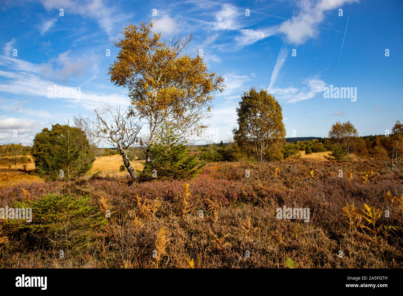 Belgium, Wallonia, the High Fens, high moor, in the region Eifel and ...
