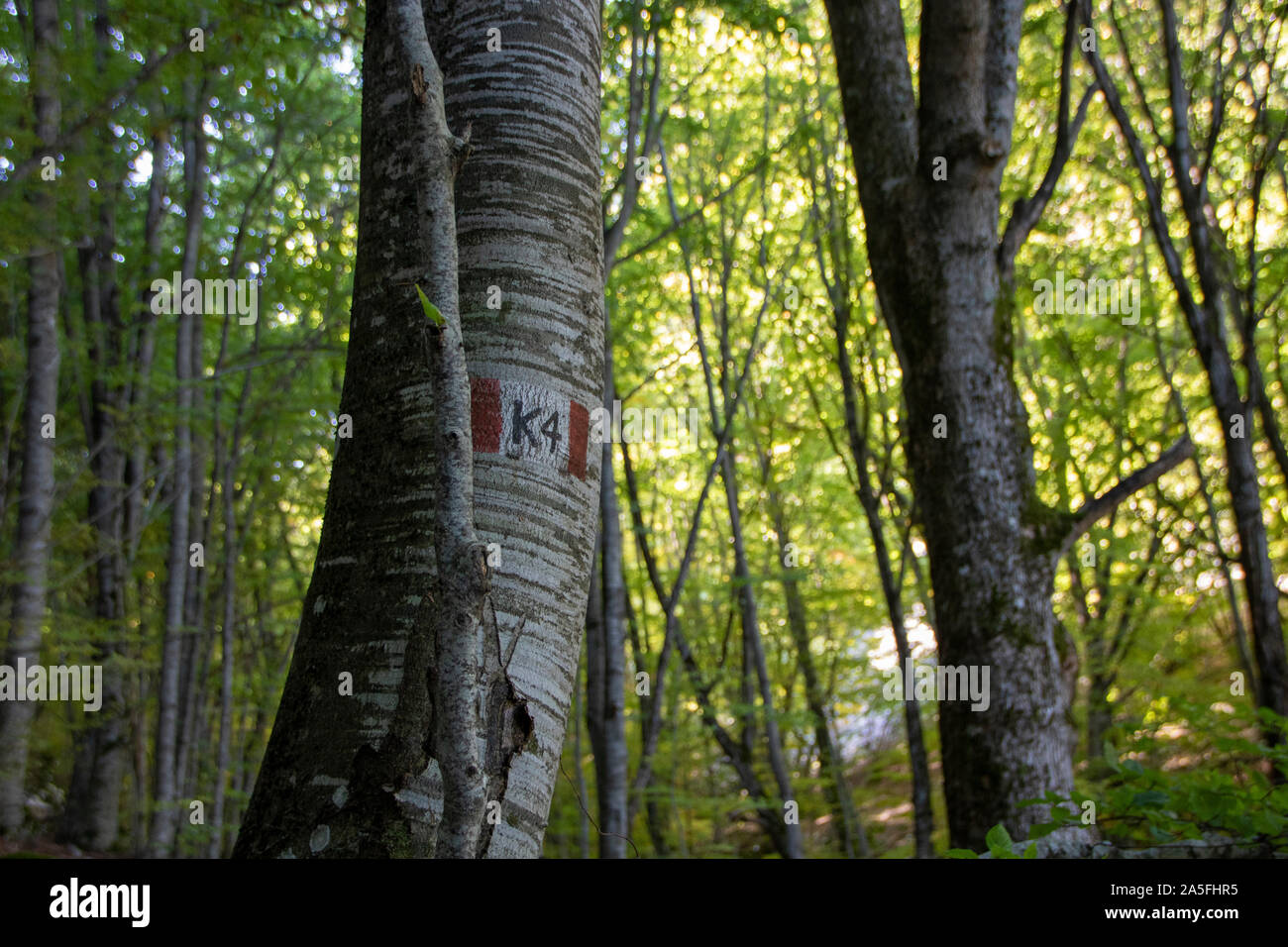 Beech woods of Abruzzo national park in autumn, Italy Stock Photo - Alamy