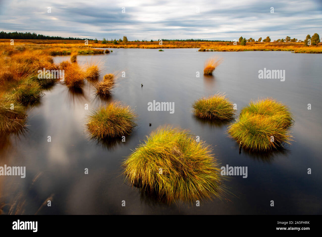 Belgium, Wallonia, the High Fens, high moor, in the region Eifel and ...