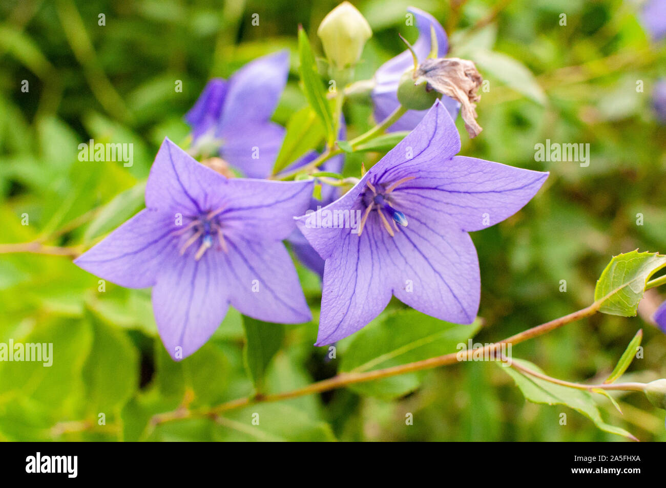 Flowers on a natural background, dark blue hand bells Stock Photo - Alamy
