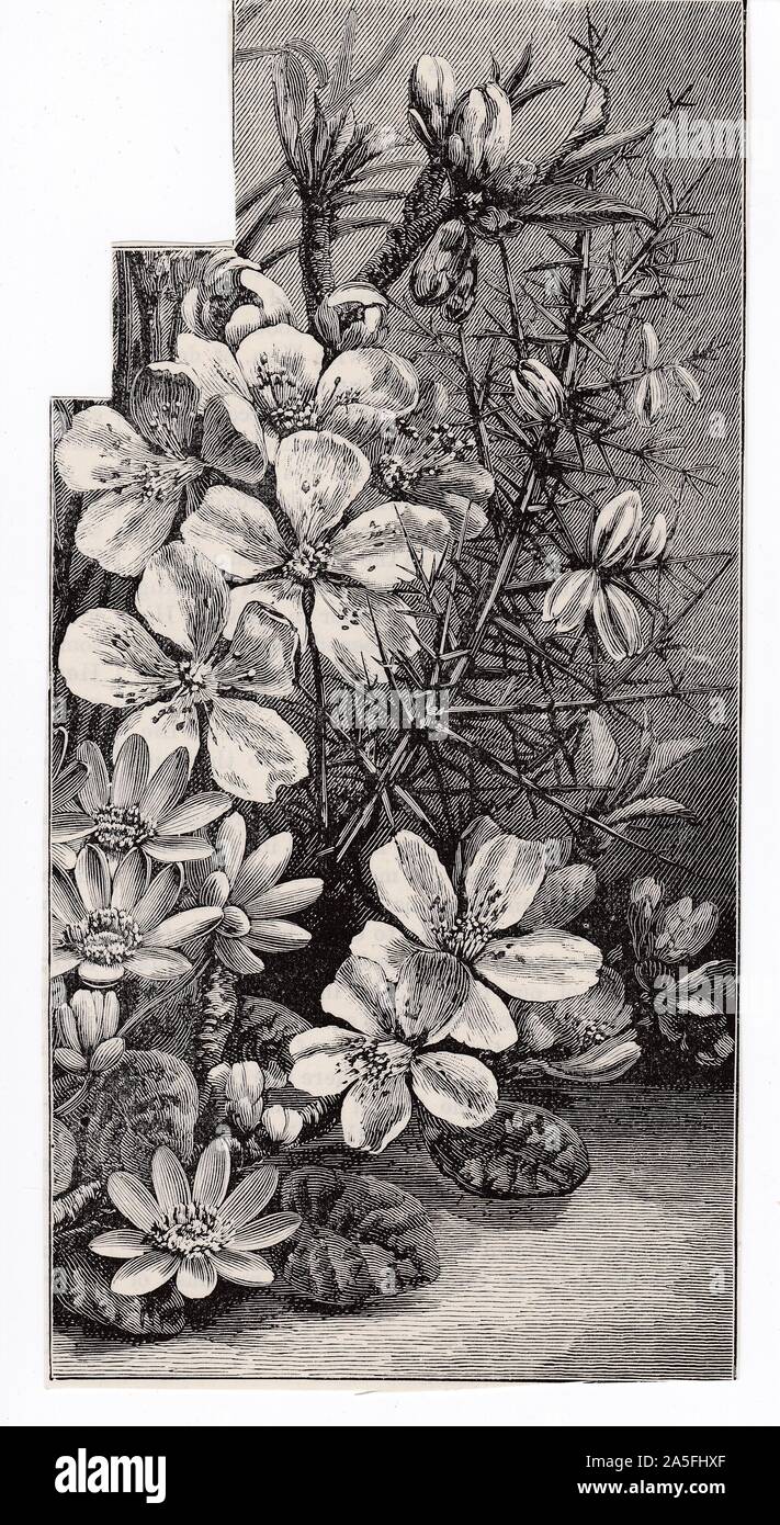 Vintage Newspaper Illustration of Flowers 1800s Stock Photo - Alamy