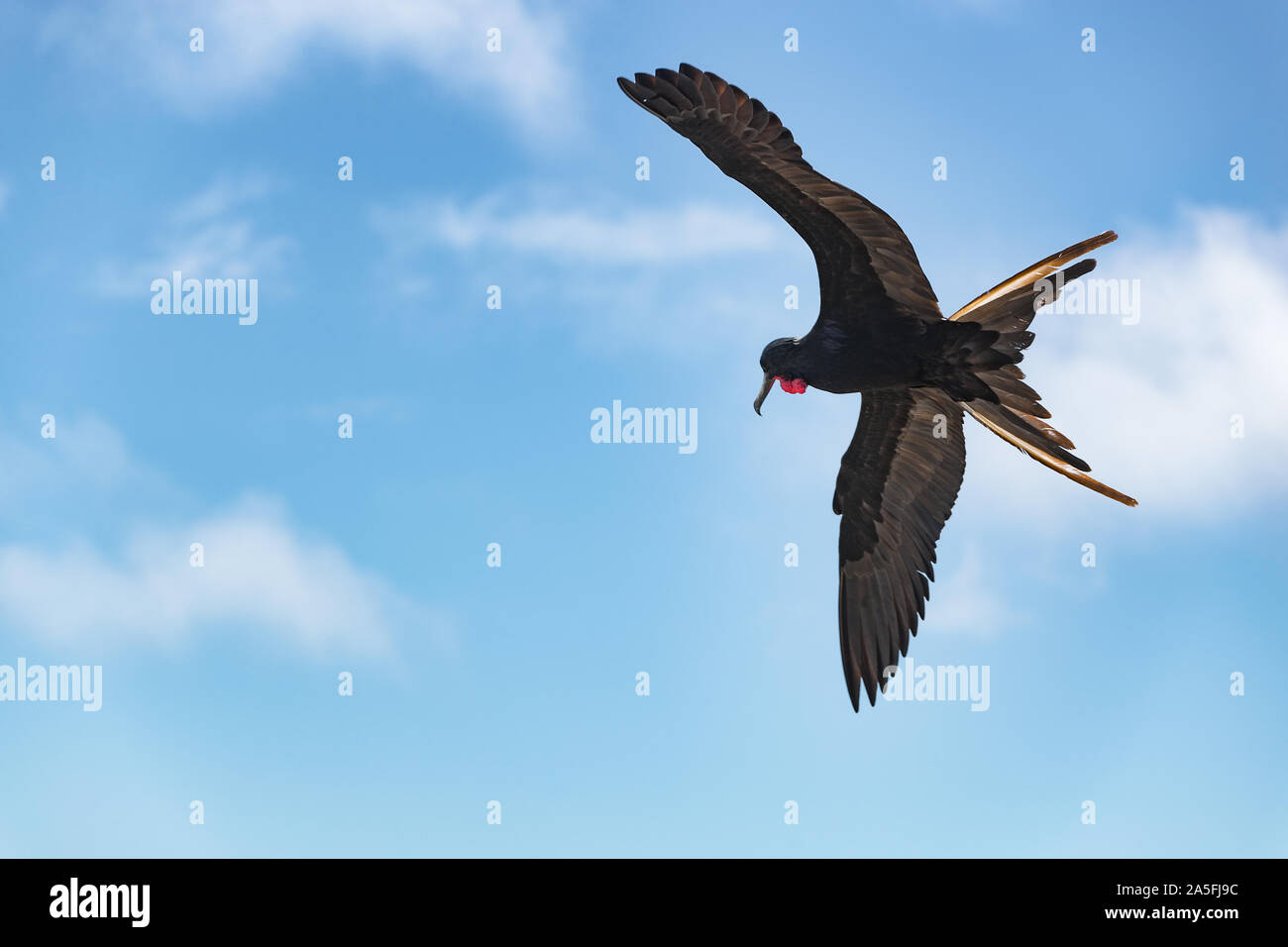 Frigatebird on Galapagos islands flying. Magnificent Frigate-bird in ...