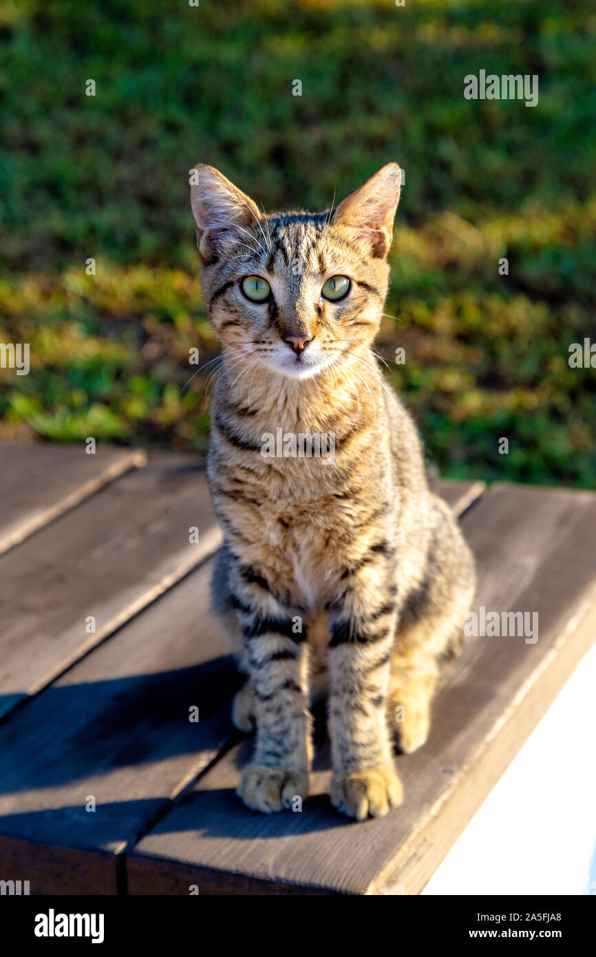 Stray cats turkey hi-res stock photography and images - Alamy