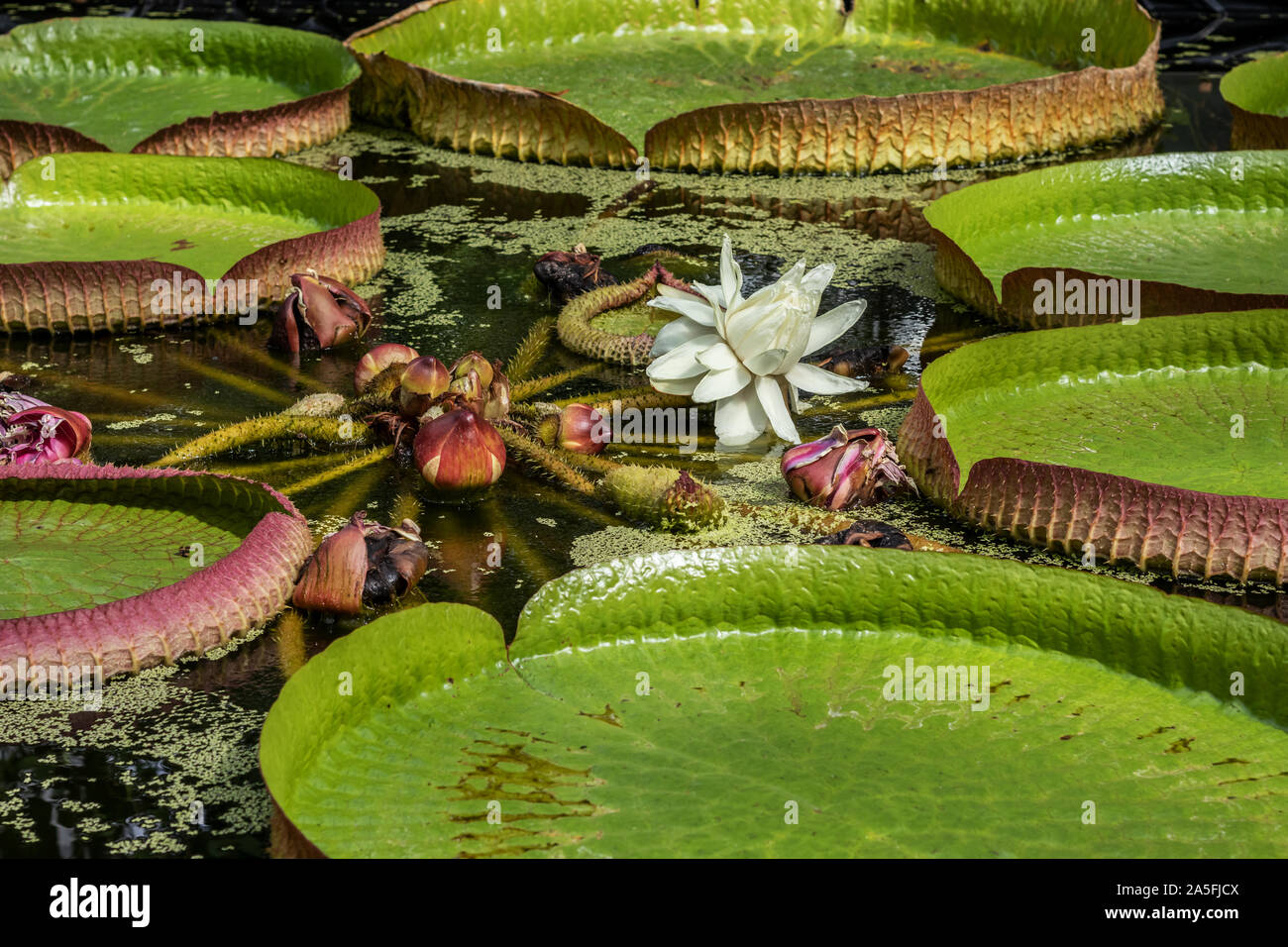 Giant water lily in the botanical garden Stock Photo - Alamy