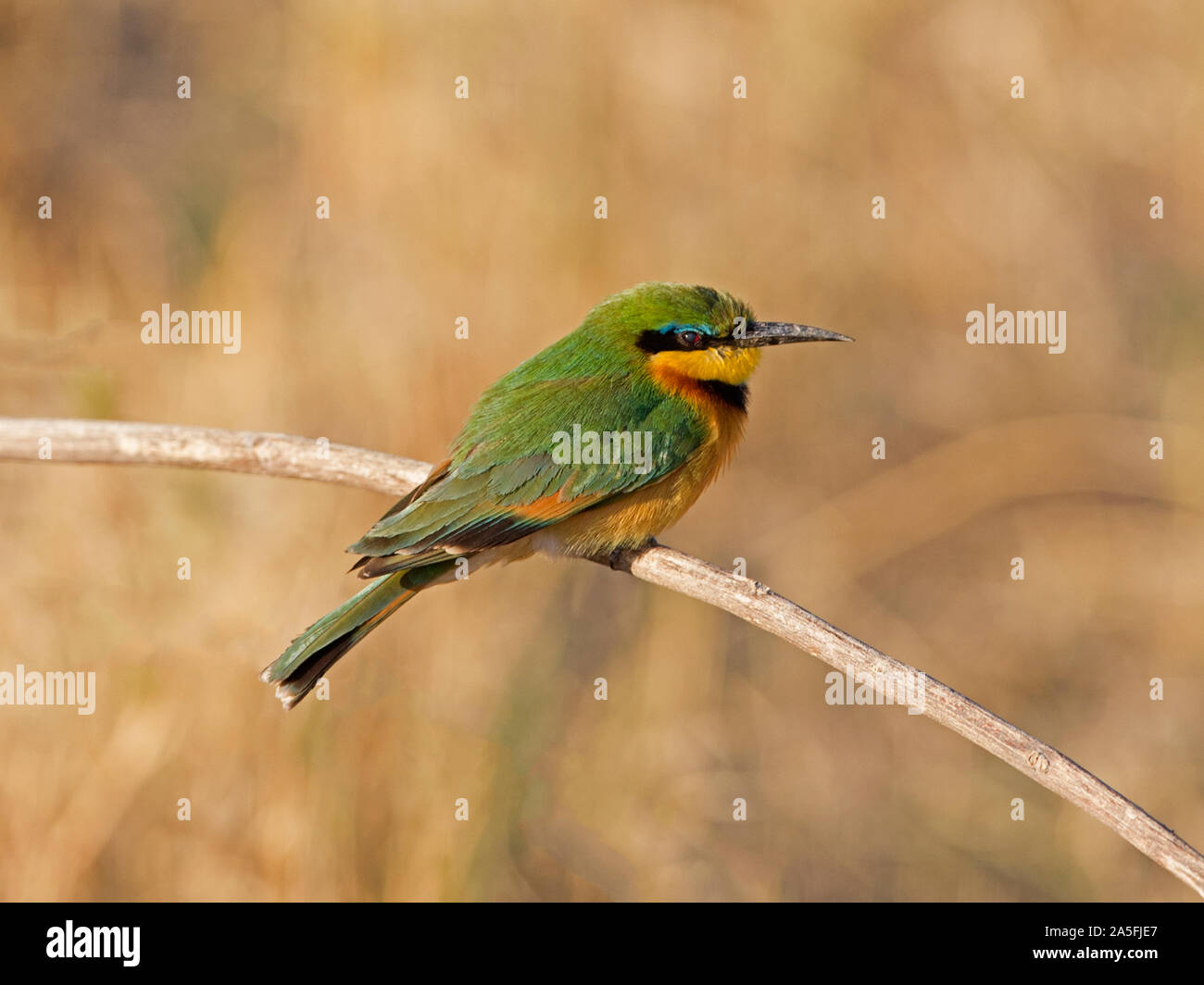 Little bee-eater perched Stock Photo - Alamy
