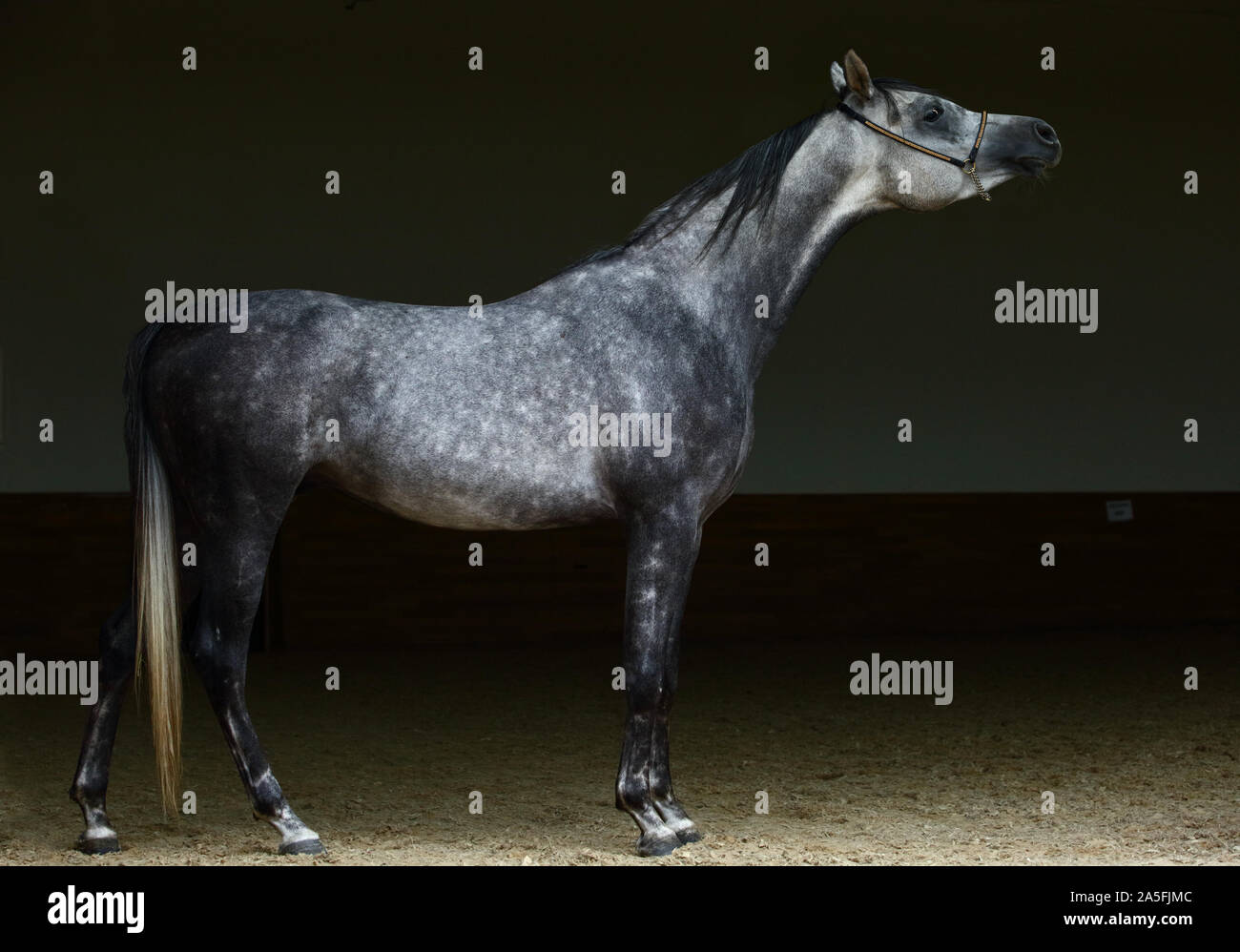 Purebred dressage horse, portrait of a dapple gray mare with bridle in ...
