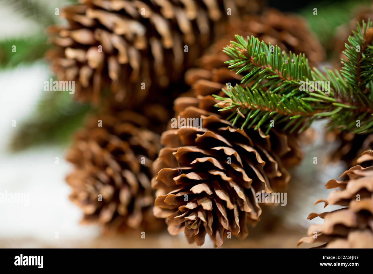 Big abies cones hi-res stock photography and images - Alamy