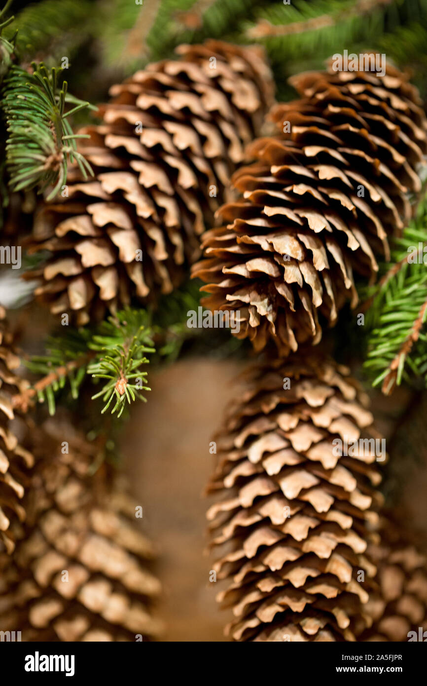 Long cones hi-res stock photography and images - Alamy
