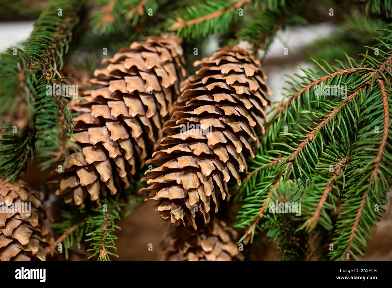 Big abies cones hi-res stock photography and images - Alamy