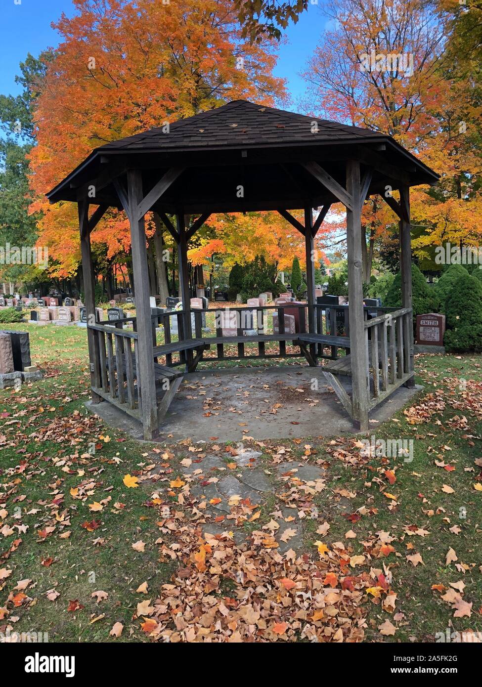 Autumn forest landscape. Autumn fall forest with pathway in orange ...