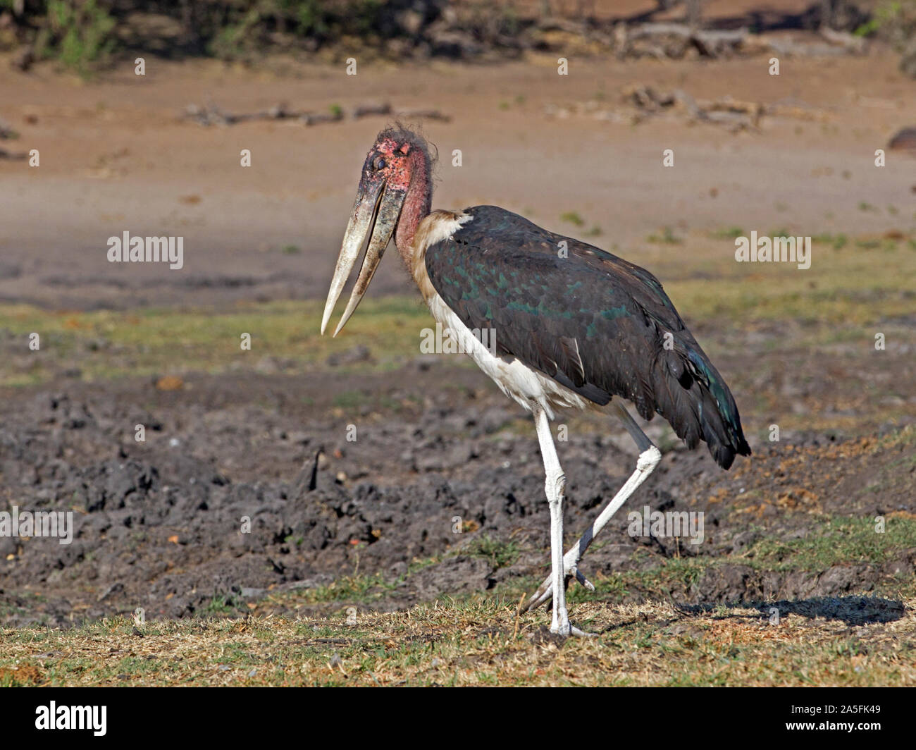 Marabou stork walking Stock Photo - Alamy