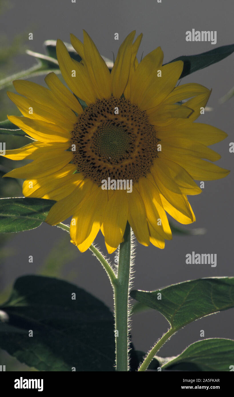 COMMON SUNFLOWER (HELIANTHUS ANNUUS) GROWING Stock Photo - Alamy