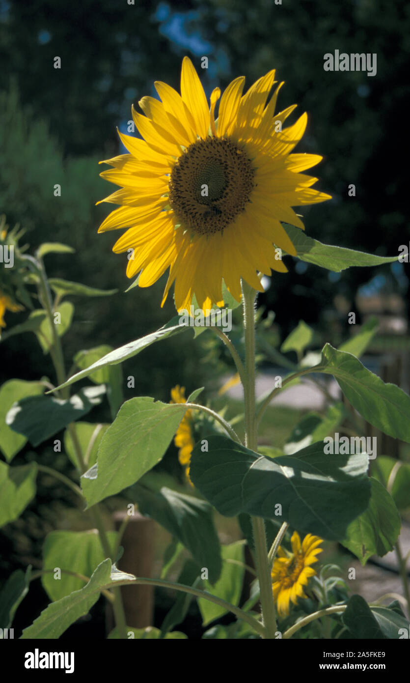 COMMON SUNFLOWER (HELIANTHUS ANNUUS) GROWING Stock Photo - Alamy
