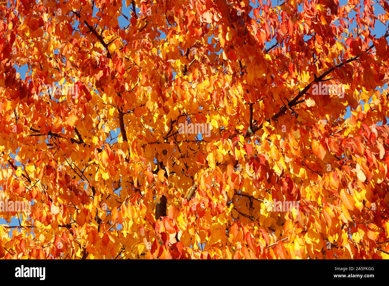 Backdrop of vibrant leaves hi-res stock photography and images - Alamy