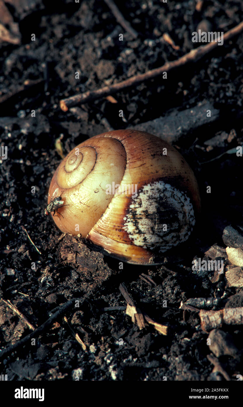 Scorched insects hi-res stock photography and images - Alamy