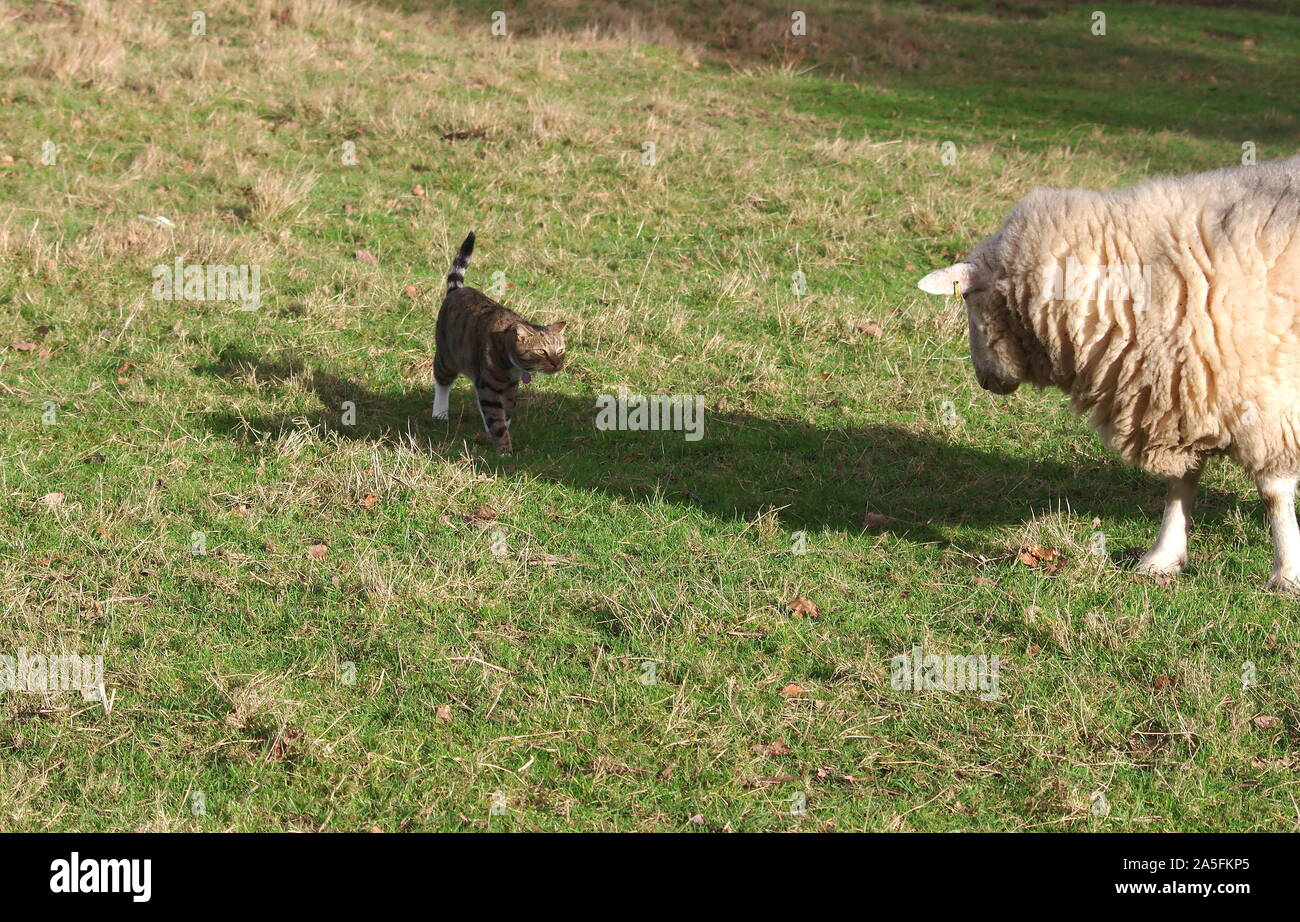 Tabby cat and sheep Stock Photo - Alamy
