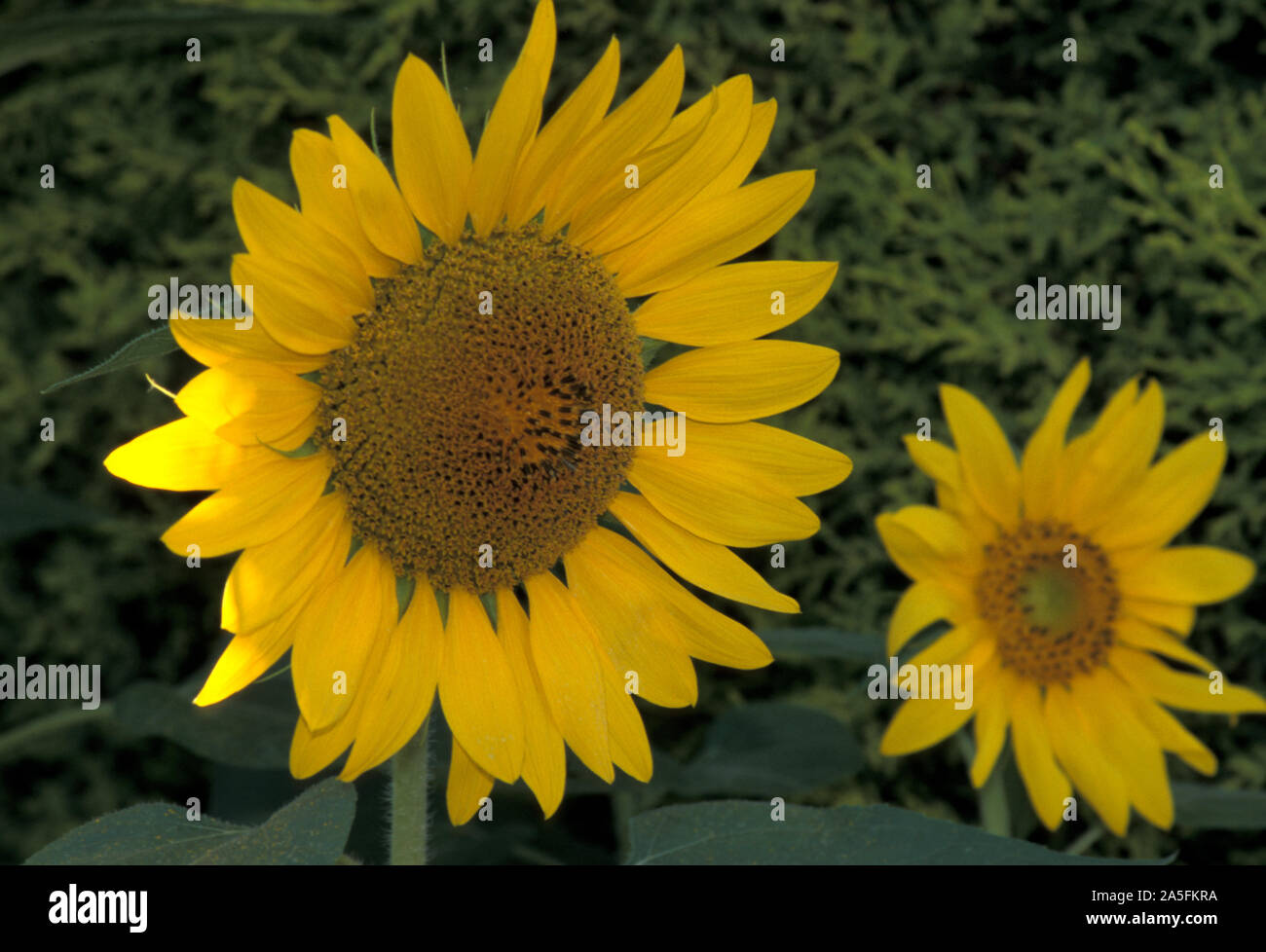 COMMON SUNFLOWER (HELIANTHUS ANNUUS) GROWING Stock Photo - Alamy