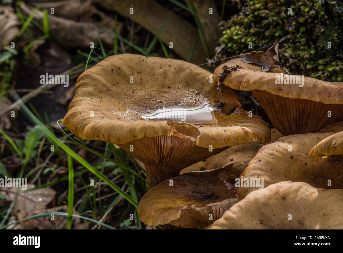 Pleurotus eryngii mushroom with water on its hood in the woods Stock ...