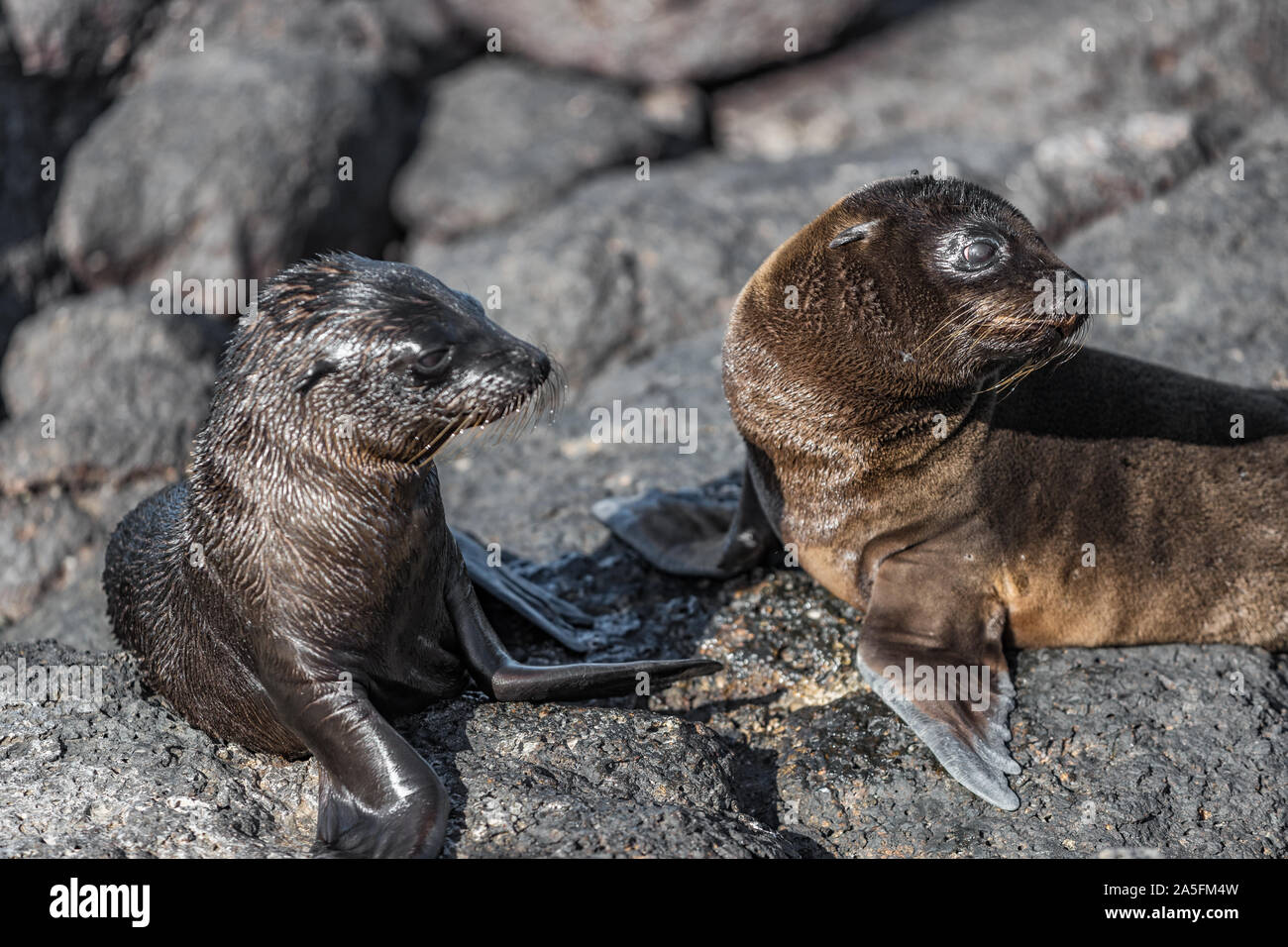 Galapagos animals - Baby Galapagos Sea lions pups at Punta Espinoza ...