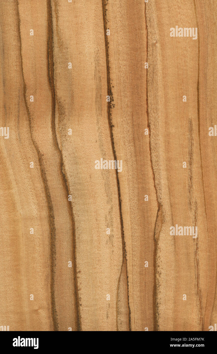 Wood turtle texture hi-res stock photography and images - Alamy