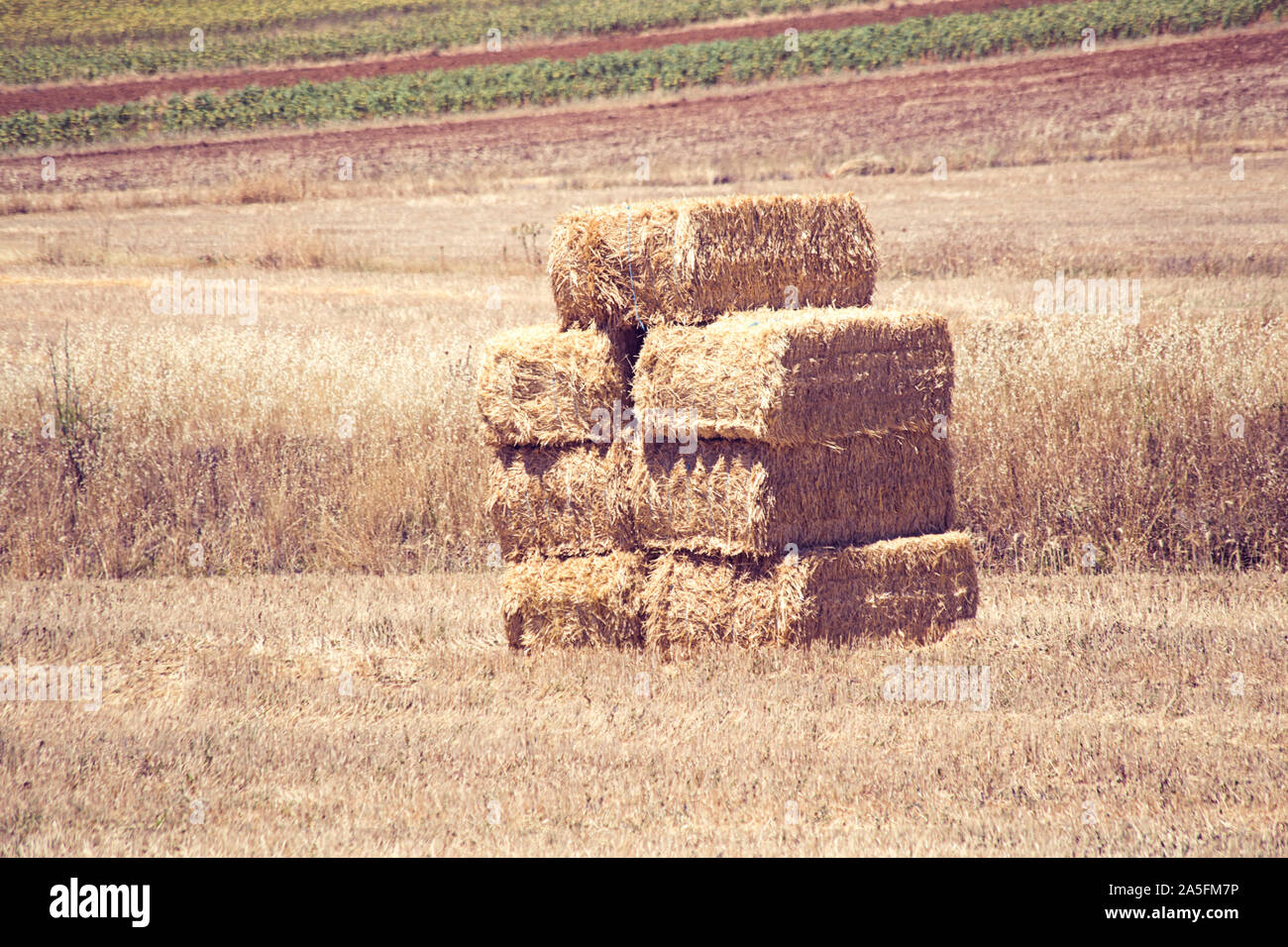 Hay stacks in a field Stock Photo - Alamy