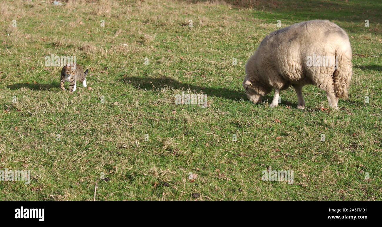 Tabby cat and sheep Stock Photo - Alamy