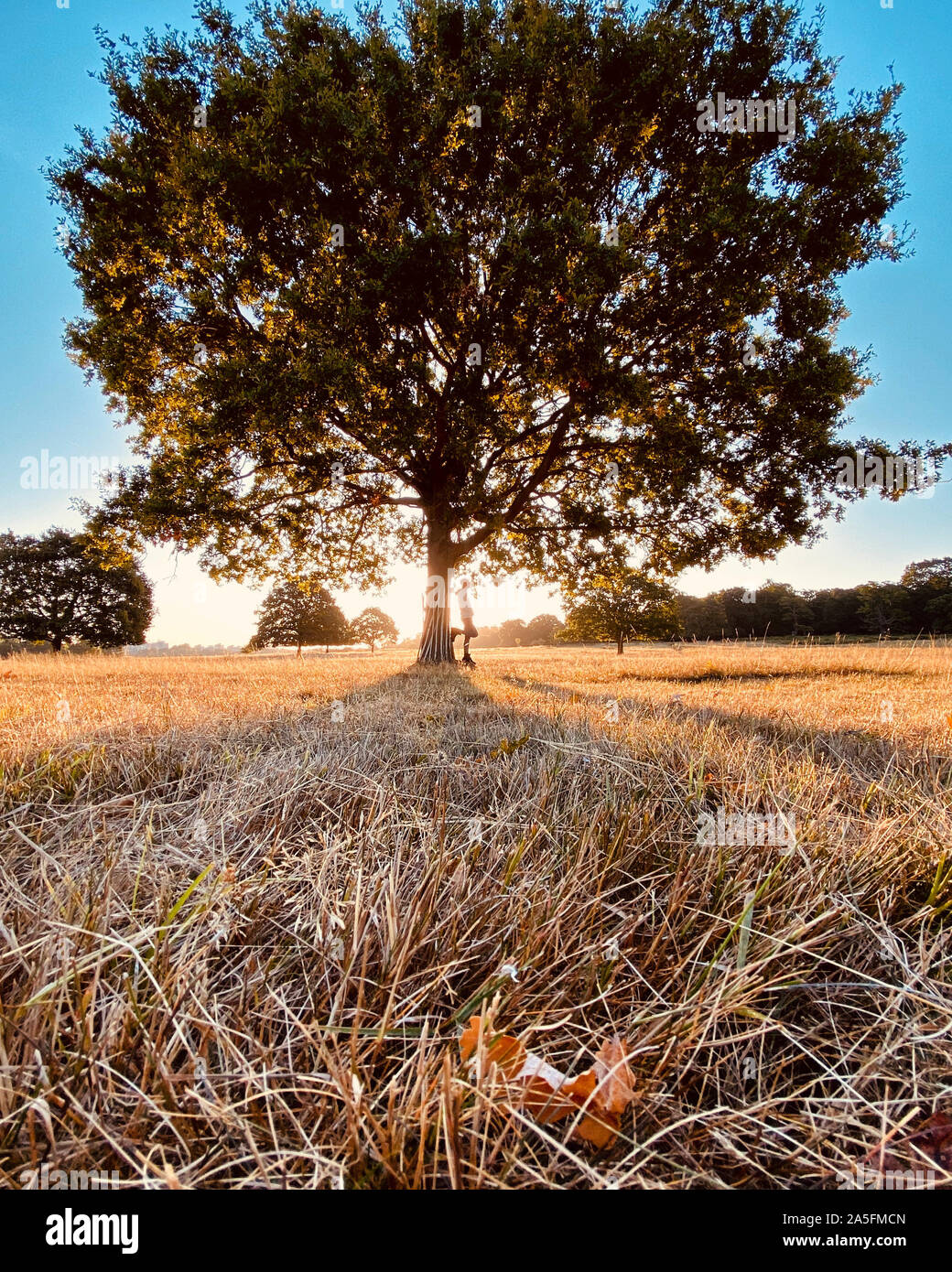 Man leaning against tree england hi-res stock photography and images ...