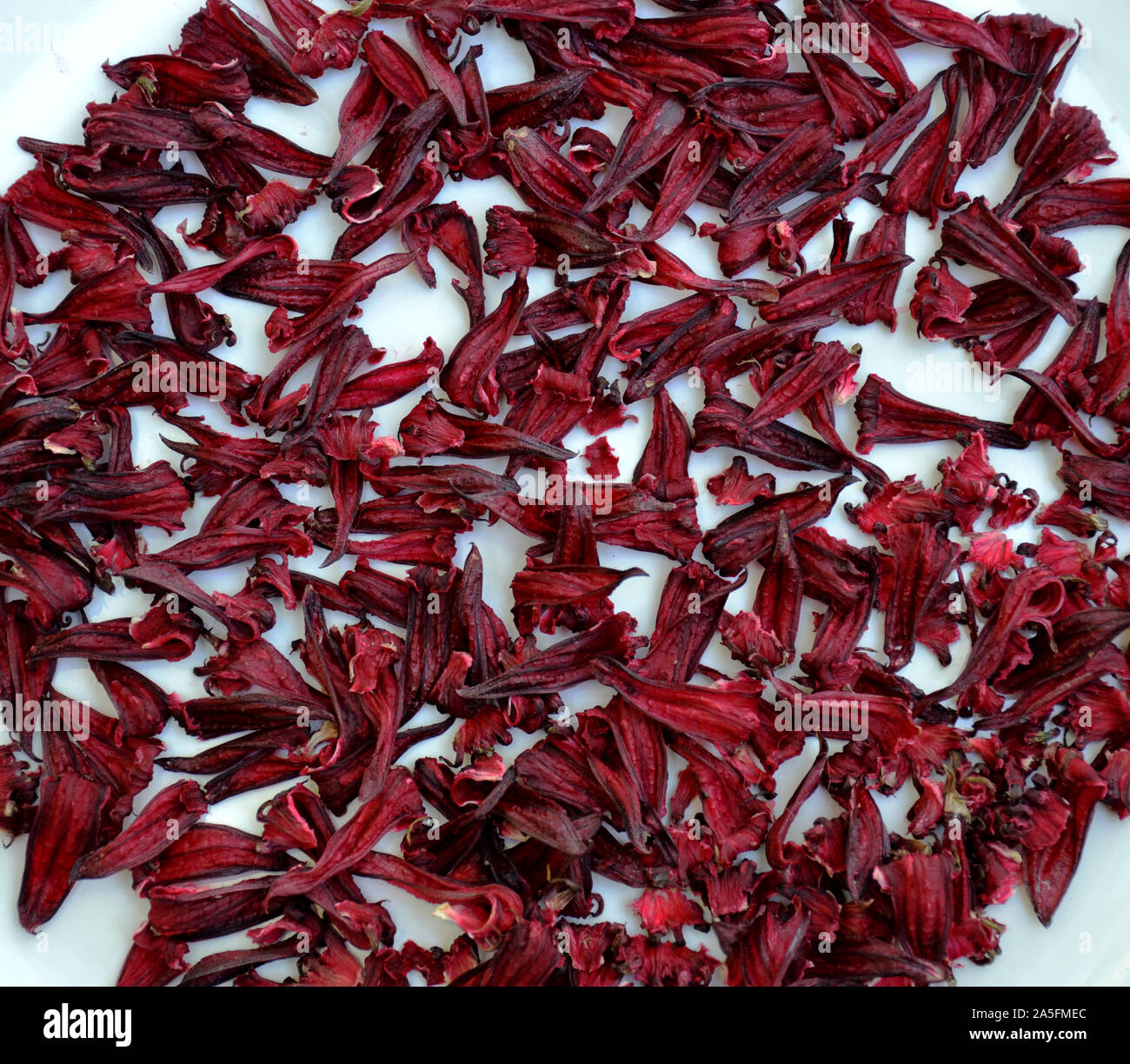 Hibiscus, Red Roselle, also known as "Jamaica". The deep red color of ...