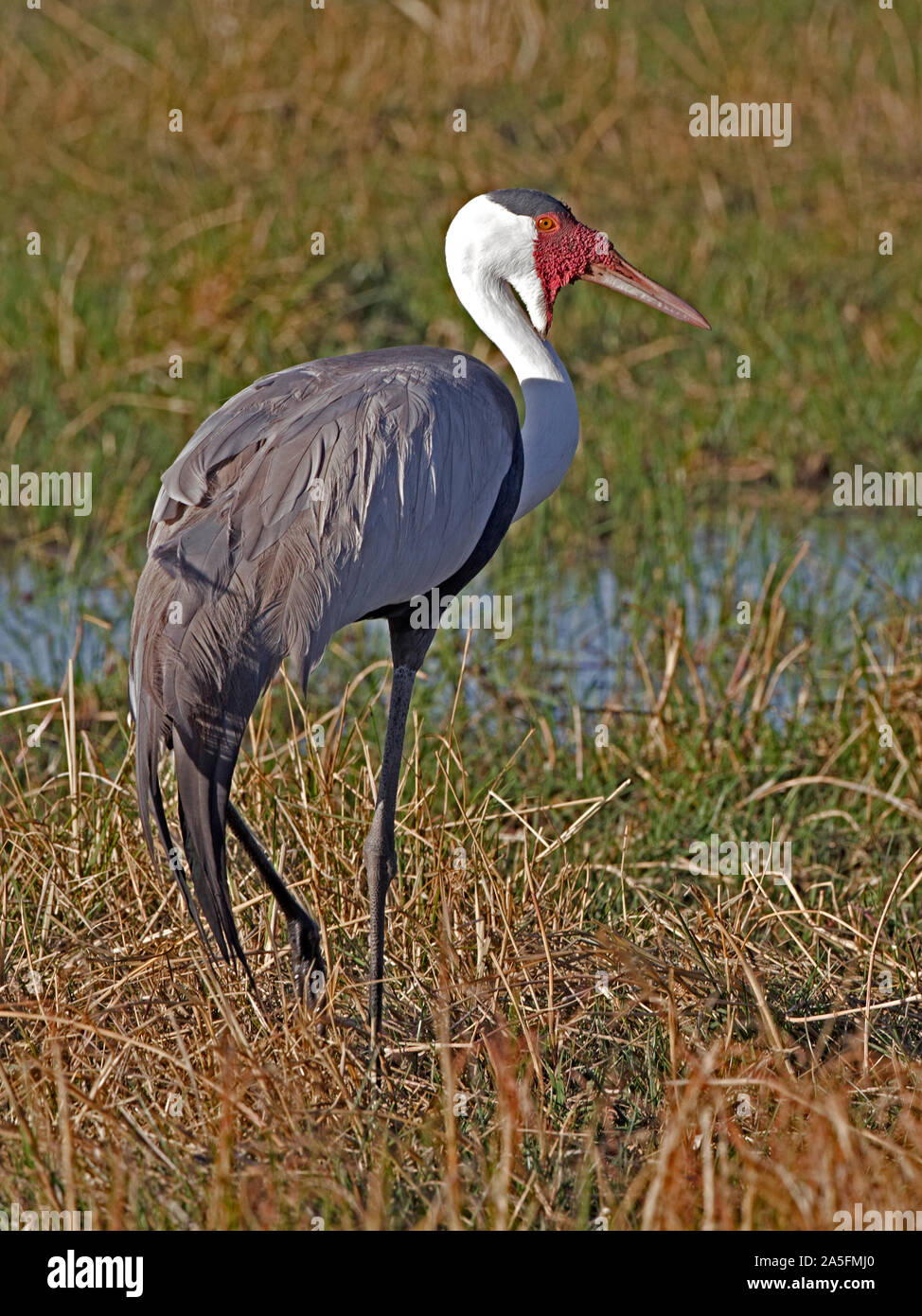 Wattled crane hi-res stock photography and images - Alamy