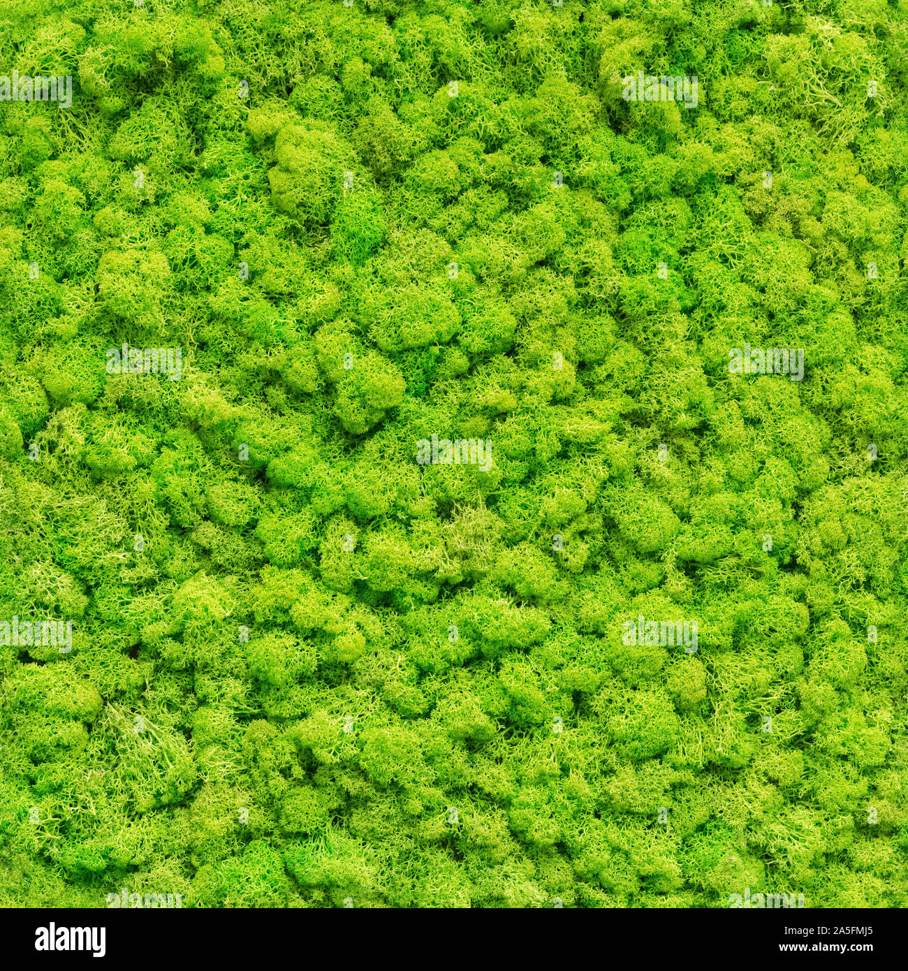 Green moss texture hi-res stock photography and images - Alamy
