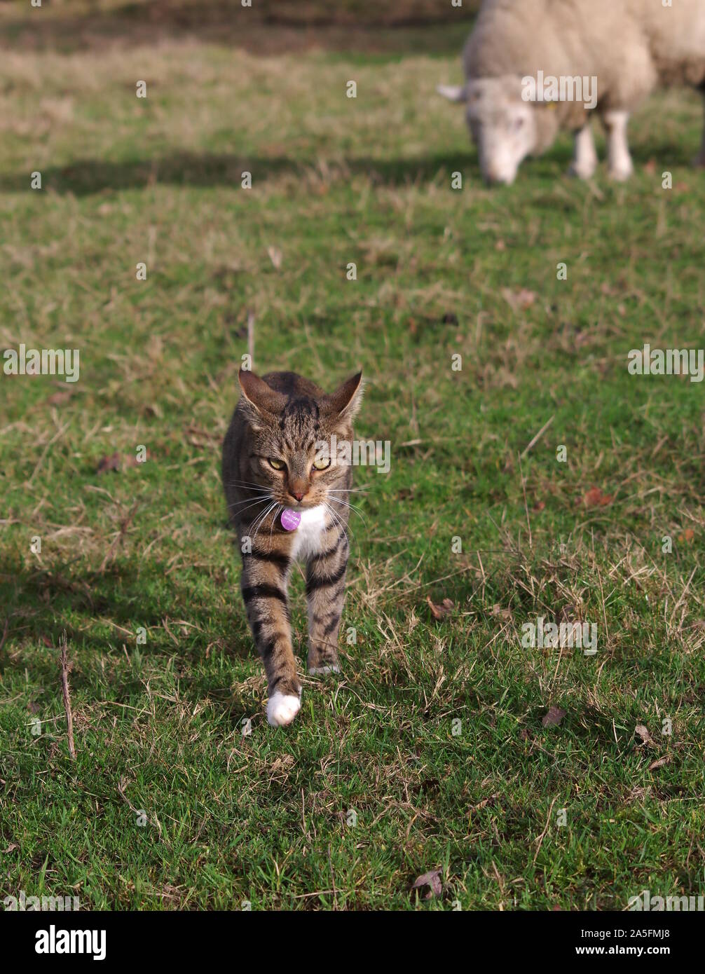 Tabby cat and sheep Stock Photo - Alamy