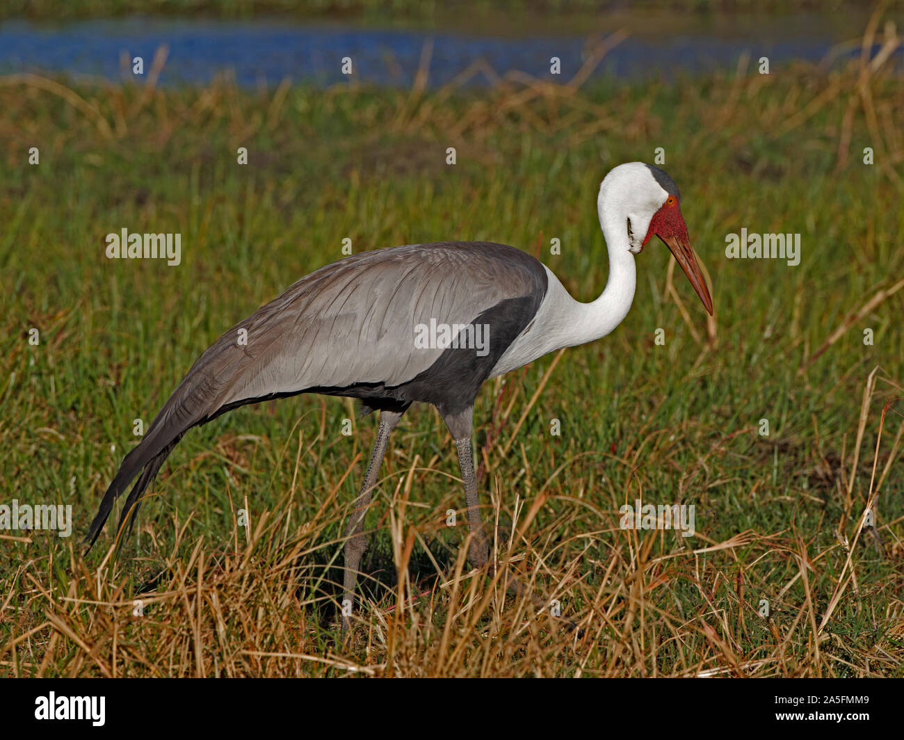 Wattled crane standing Stock Photo - Alamy