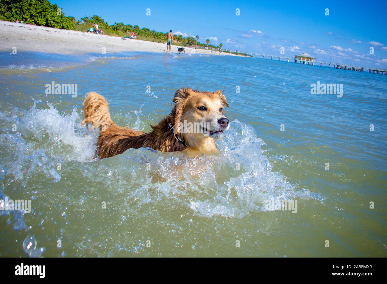 Golden retriever running into the ocean, Fort de Soto, Florida, United ...
