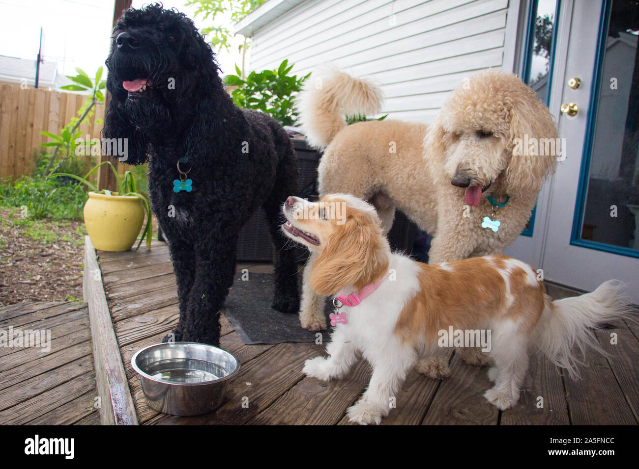 Three people and their dog hi-res stock photography and images - Alamy