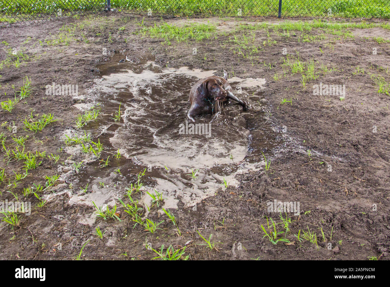 Dog in mud puddle hi-res stock photography and images - Alamy